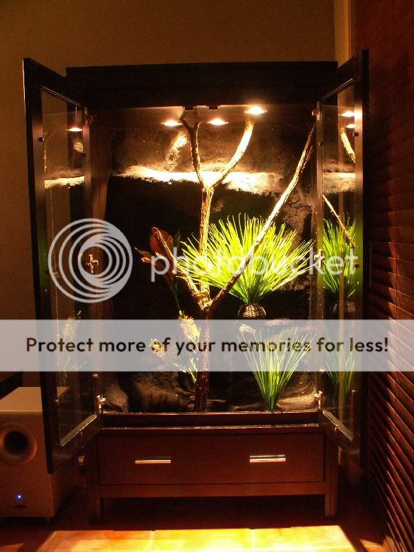 jungle python enclosures show me yours? | Aussie Pythons & Snakes Forum