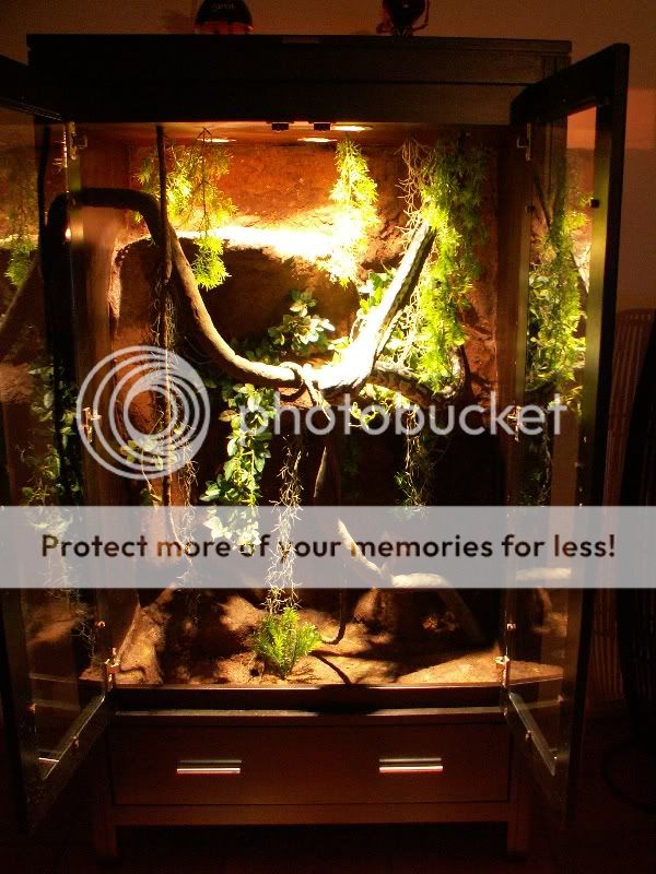 jungle python enclosures show me yours? | Aussie Pythons & Snakes Forum