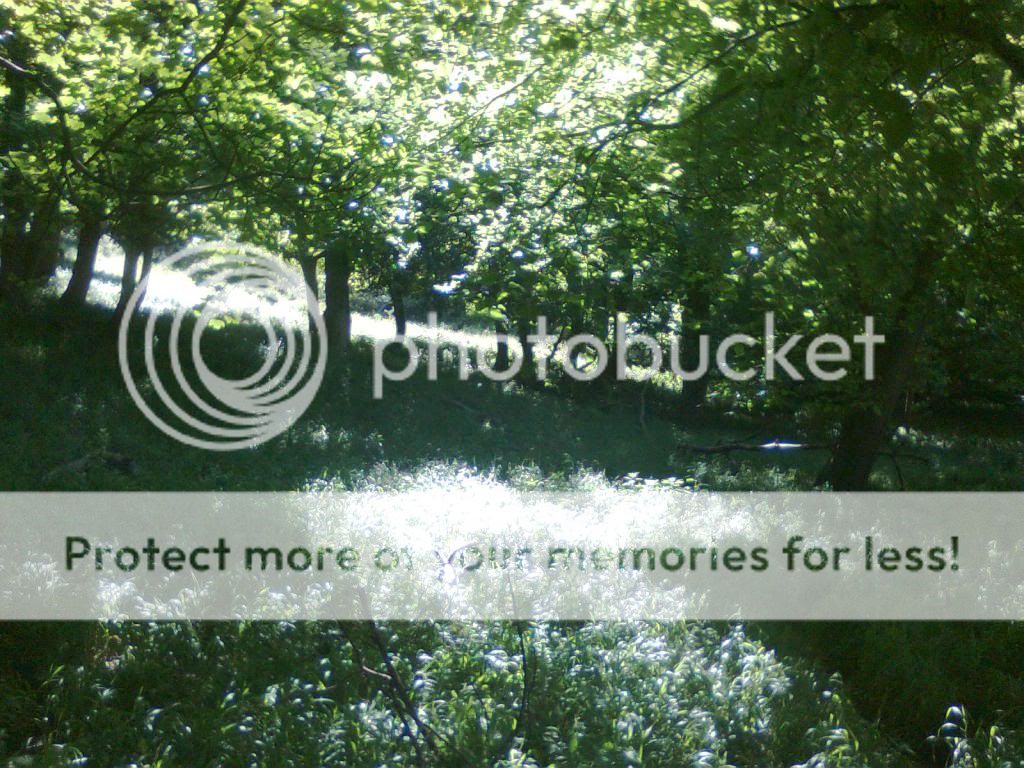 Tring to Ivinghoe Beacon return via Ridgeway Path circular