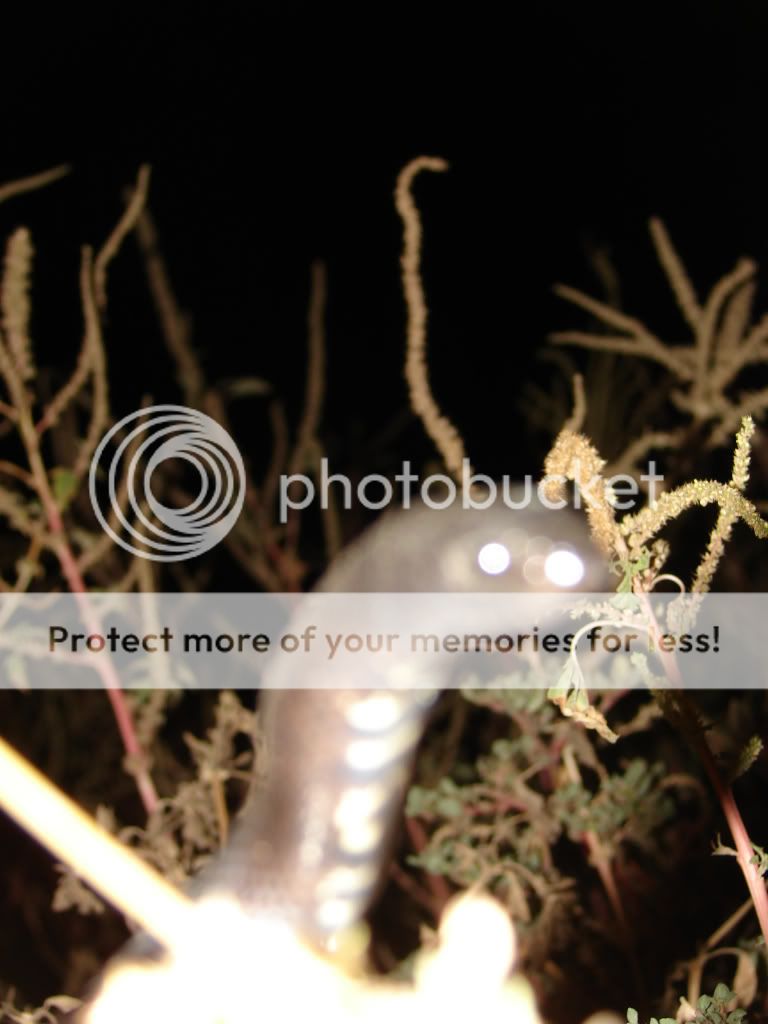 Drymarchon melanurus erebens or Lampropeltis getula nigrita - Field ...