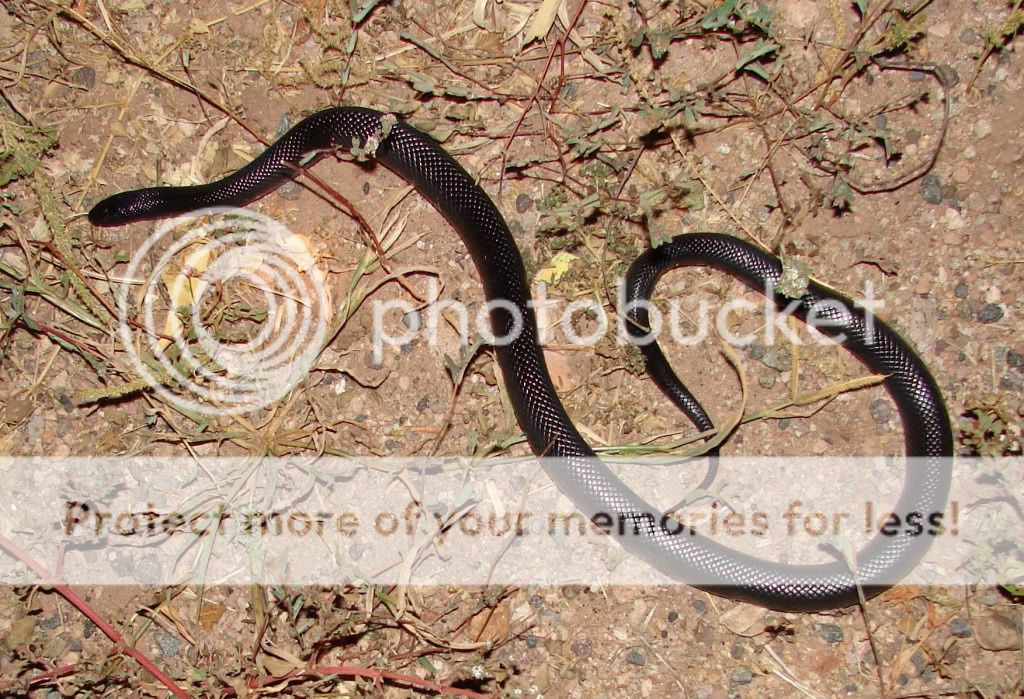 Drymarchon melanurus erebens or Lampropeltis getula nigrita - Field ...
