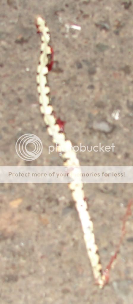 tonight riddle snake ID - Field Herp Forum