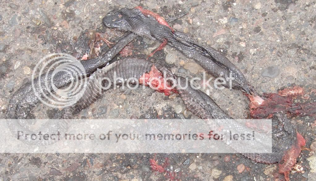 D. melanurus vs L. getula nigrita -- Conclusive evidence?? - Field Herp ...