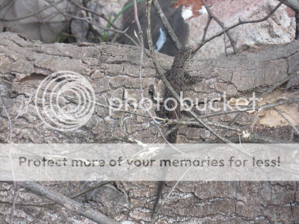 little cachorita ID help - Field Herp Forum