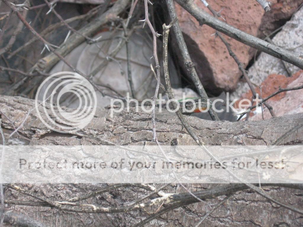 little cachorita ID help - Field Herp Forum