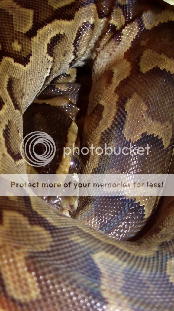 African rock python | Reptile Forums