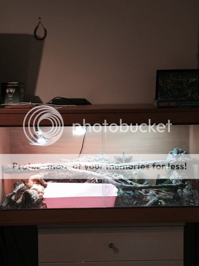 SE England - Dracaena guianesis (Caiman Lizard) and full setup ...