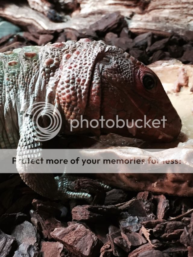 Dracaena guianesis (Caiman Lizard) and full setup | Reptile Forums