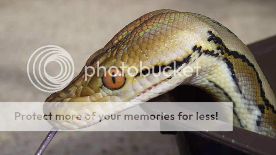 Some recent picture of my Burm and Retic :) | Reptile Forums