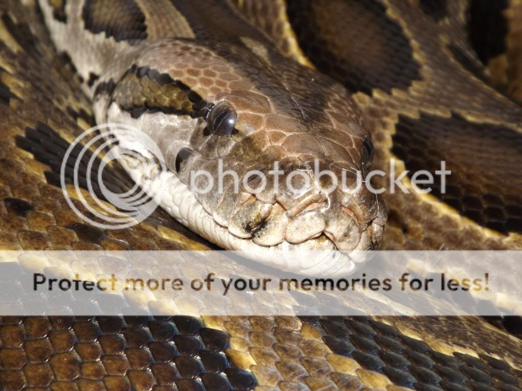 Some recent picture of my Burm and Retic :) | Reptile Forums