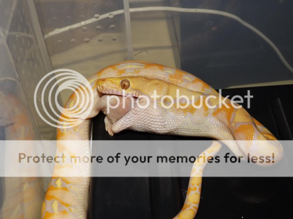 New lavender albino retic! | Reptile Forums