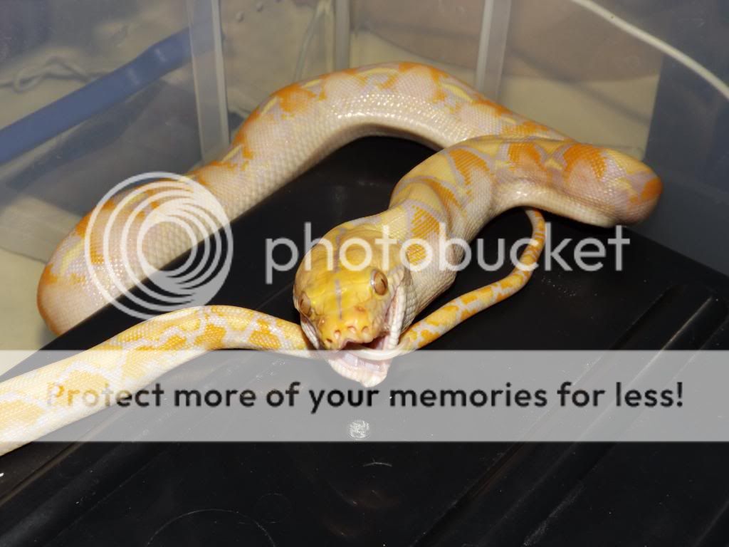 New lavender albino retic! | Reptile Forums